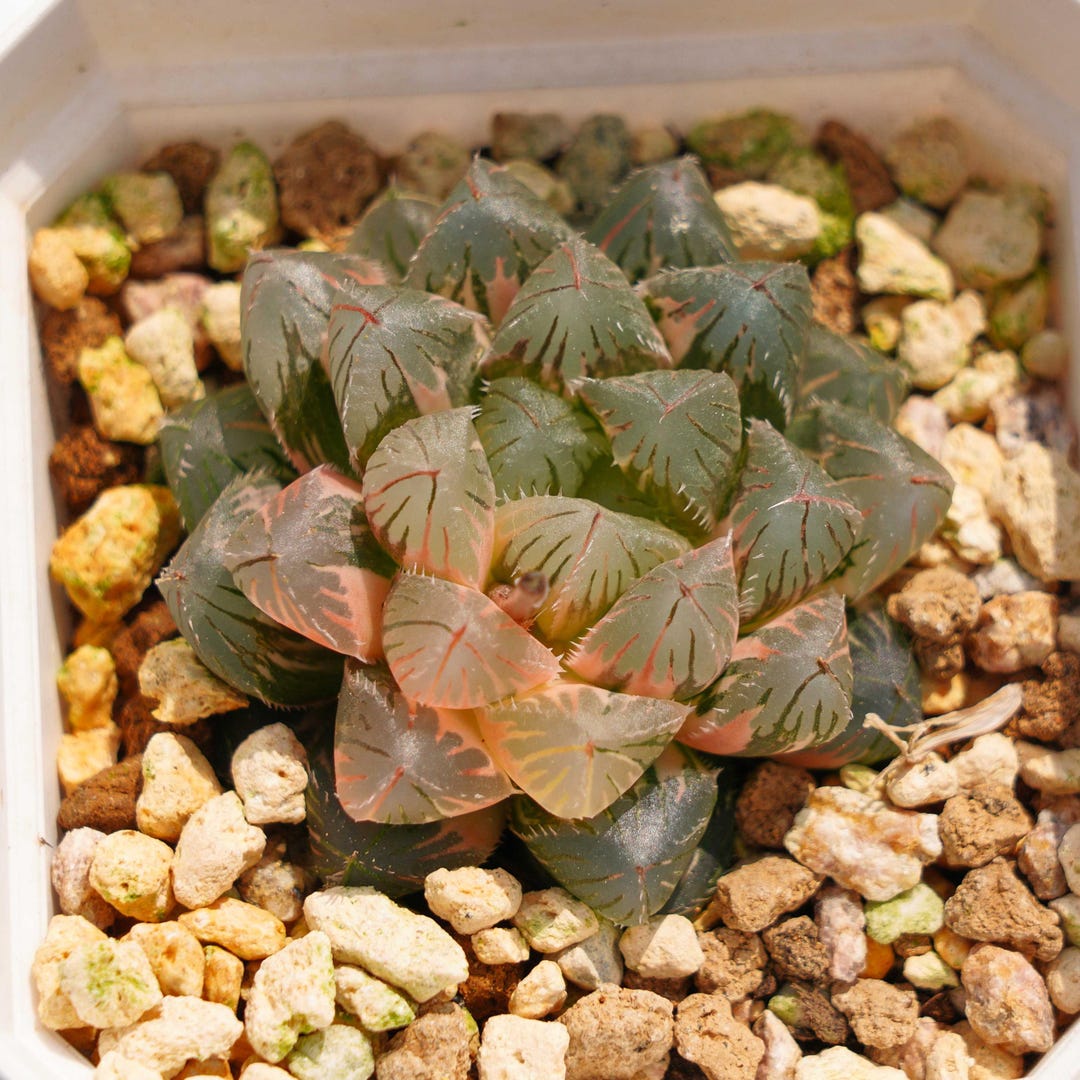 Haworthia Cooperi Flower Fox - Succulent Plants - A Touch of Nature for ...