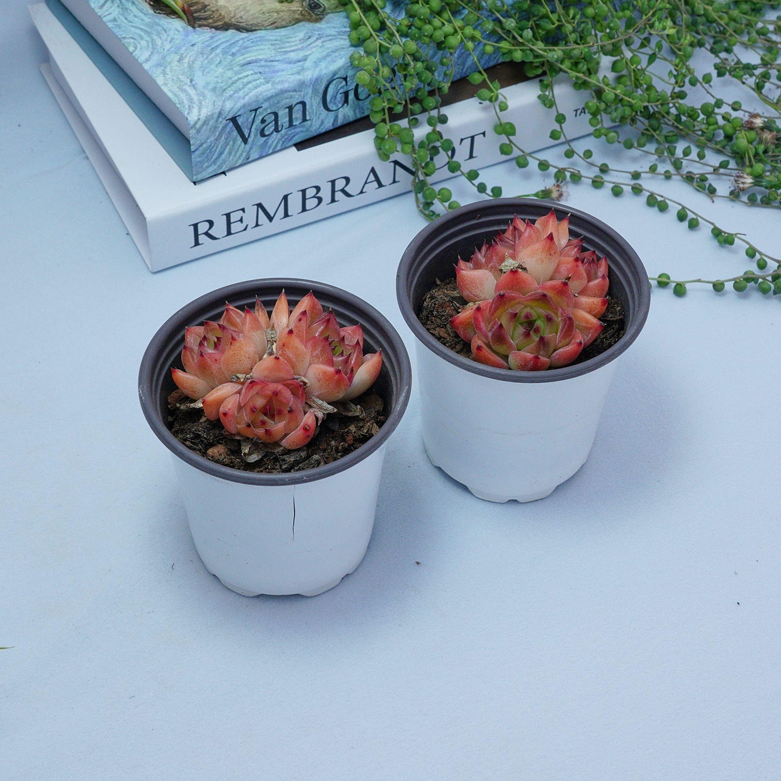 Echeveria Caesar - Succulent Plants - A Touch of Nature for Your Space ...