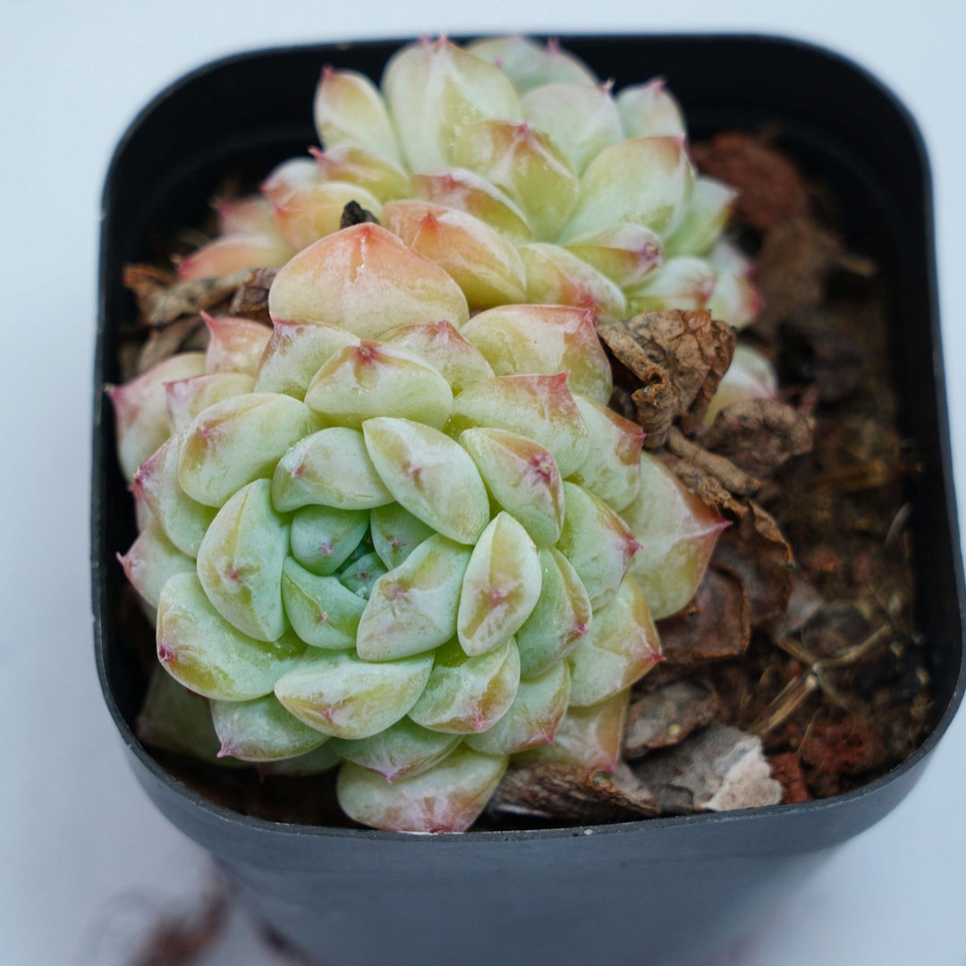 Echeveria Ice Grapes - Succulent Plants - A Touch of Nature for Your ...