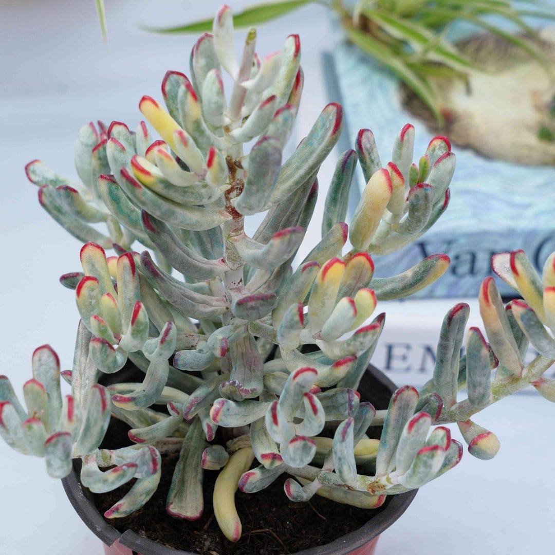 Cotyledon Orbiculata Long Leaf Variegated - Succulent Plants - A Touch ...