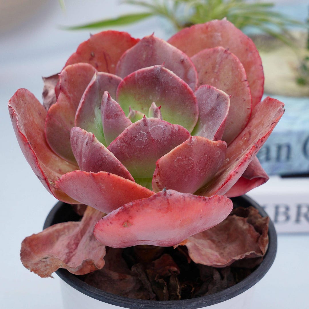 Echeveria Suyon - Succulent Plants - A Touch of Nature for Your Space ...
