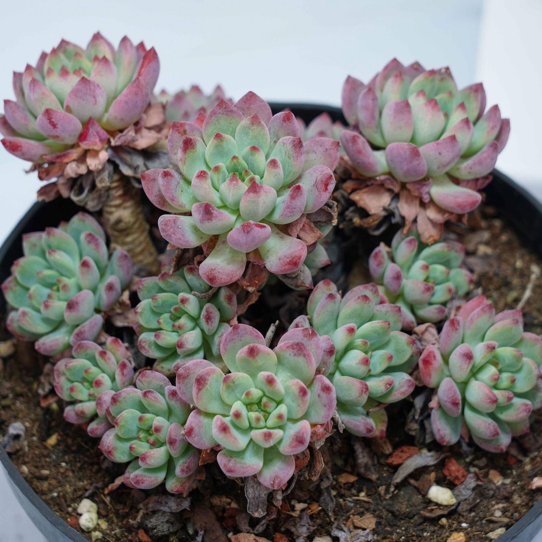 Echeveria Blue Apple - Succulent Plants - A Touch of Nature for Your ...