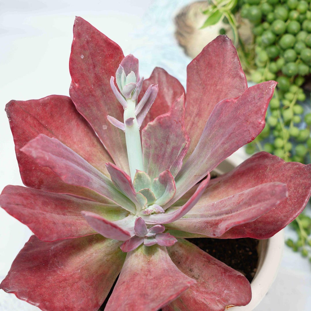 Echeveria Diamond State - Succulent Plants - A Touch of Nature for Your ...