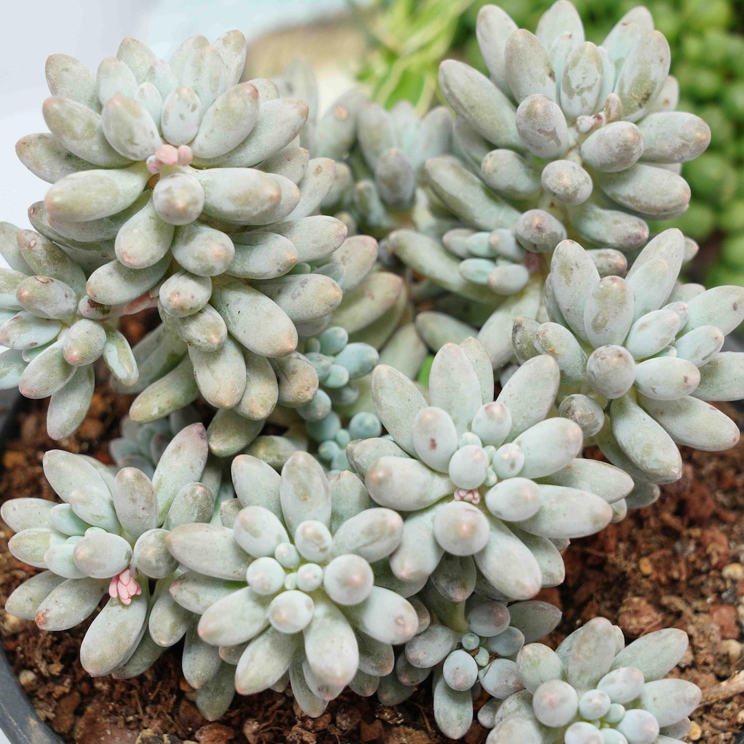 Pachyphytum Baby Finger - Succulent Plants - A Touch of Nature for Your ...