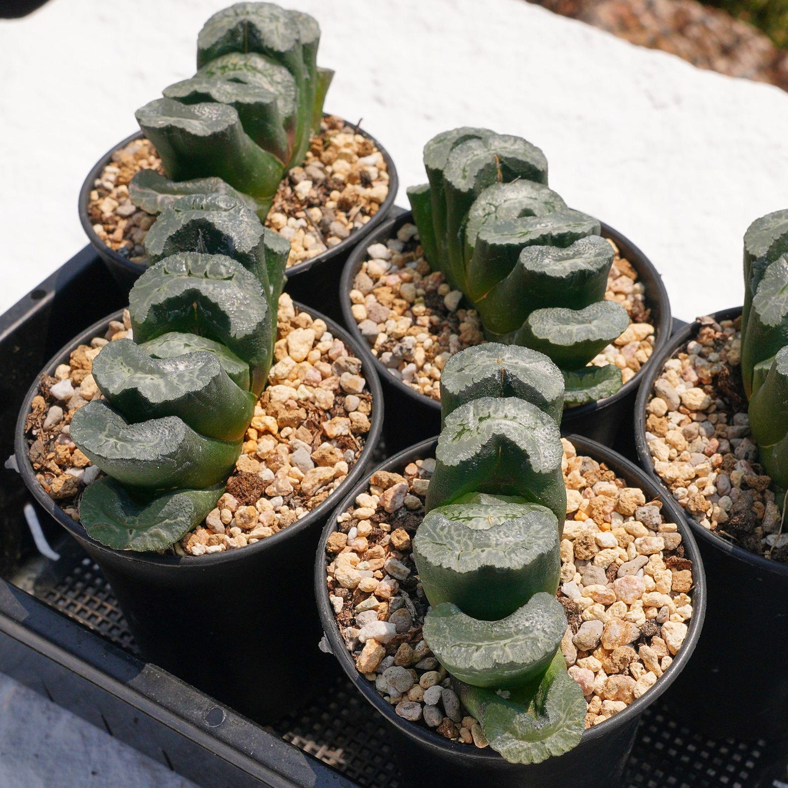Haworthia Truncata Aoi 7 - Succulent Plants - A Touch of Nature for ...