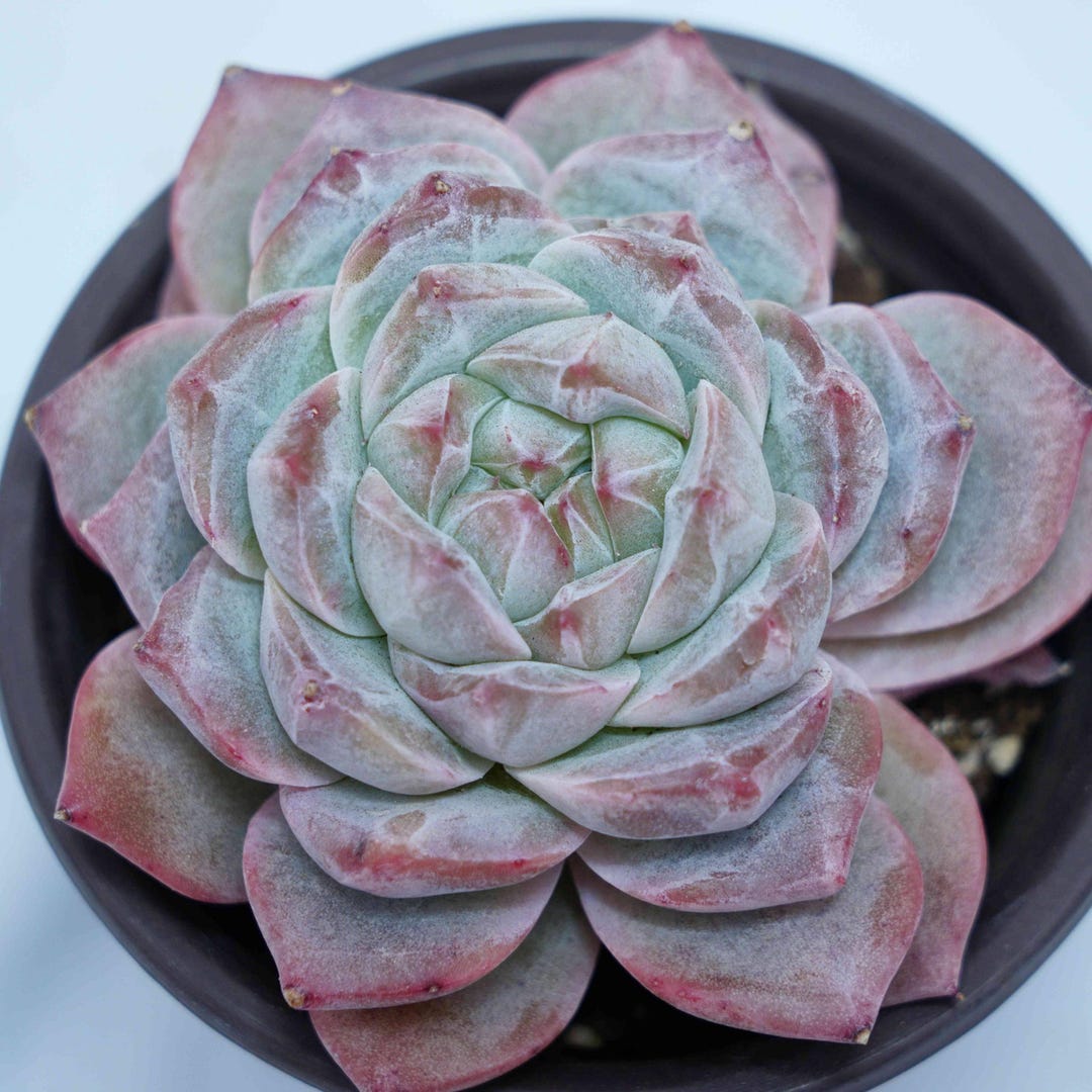 Echeveria Pink Diamond - Succulent Plants - A Touch of Nature for Your ...