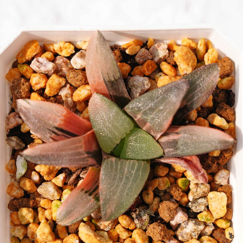 Echeveria Prolifica - Etsy
