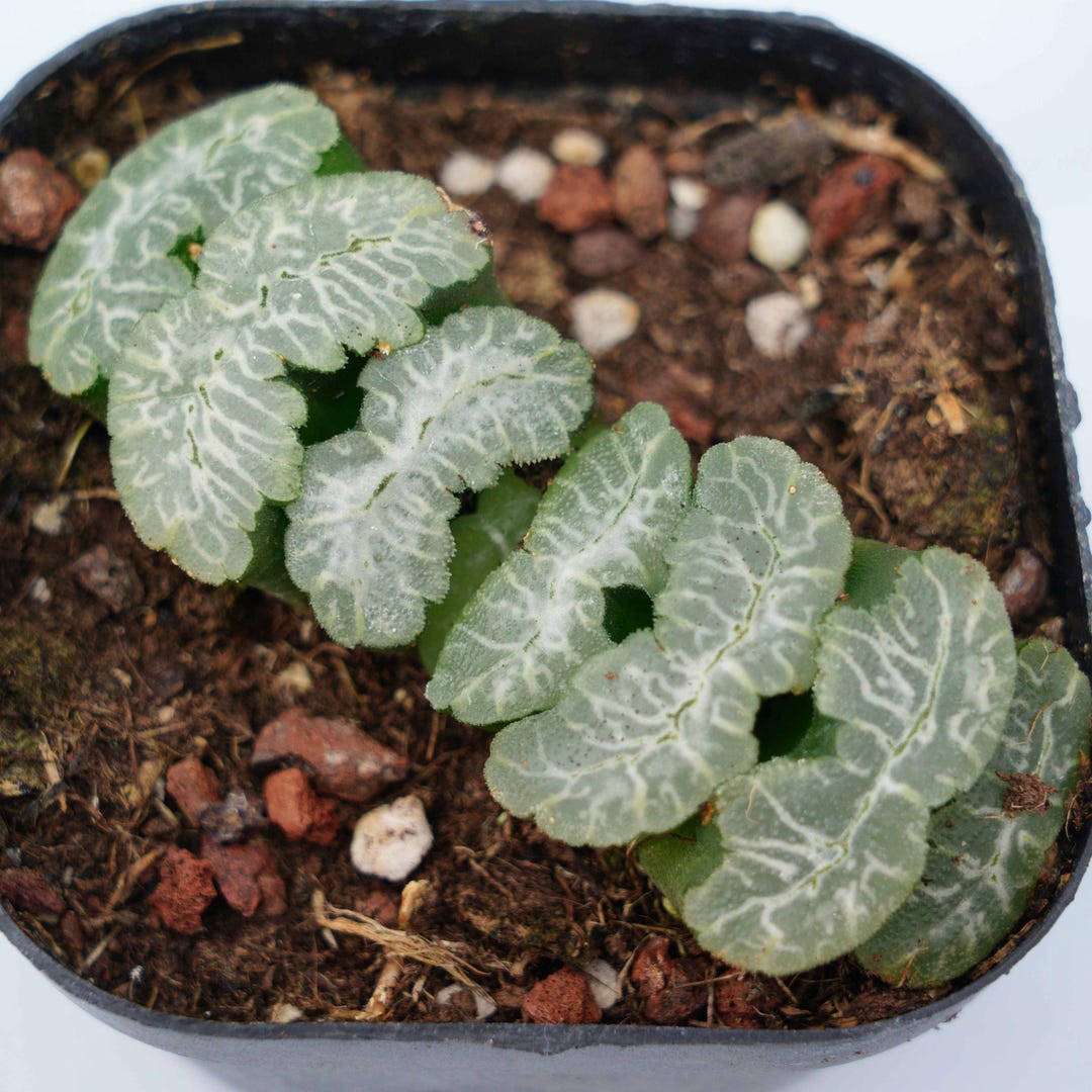 Haworthia Maughanii Hanabishi - Succulent Plants - A Touch of Nature ...