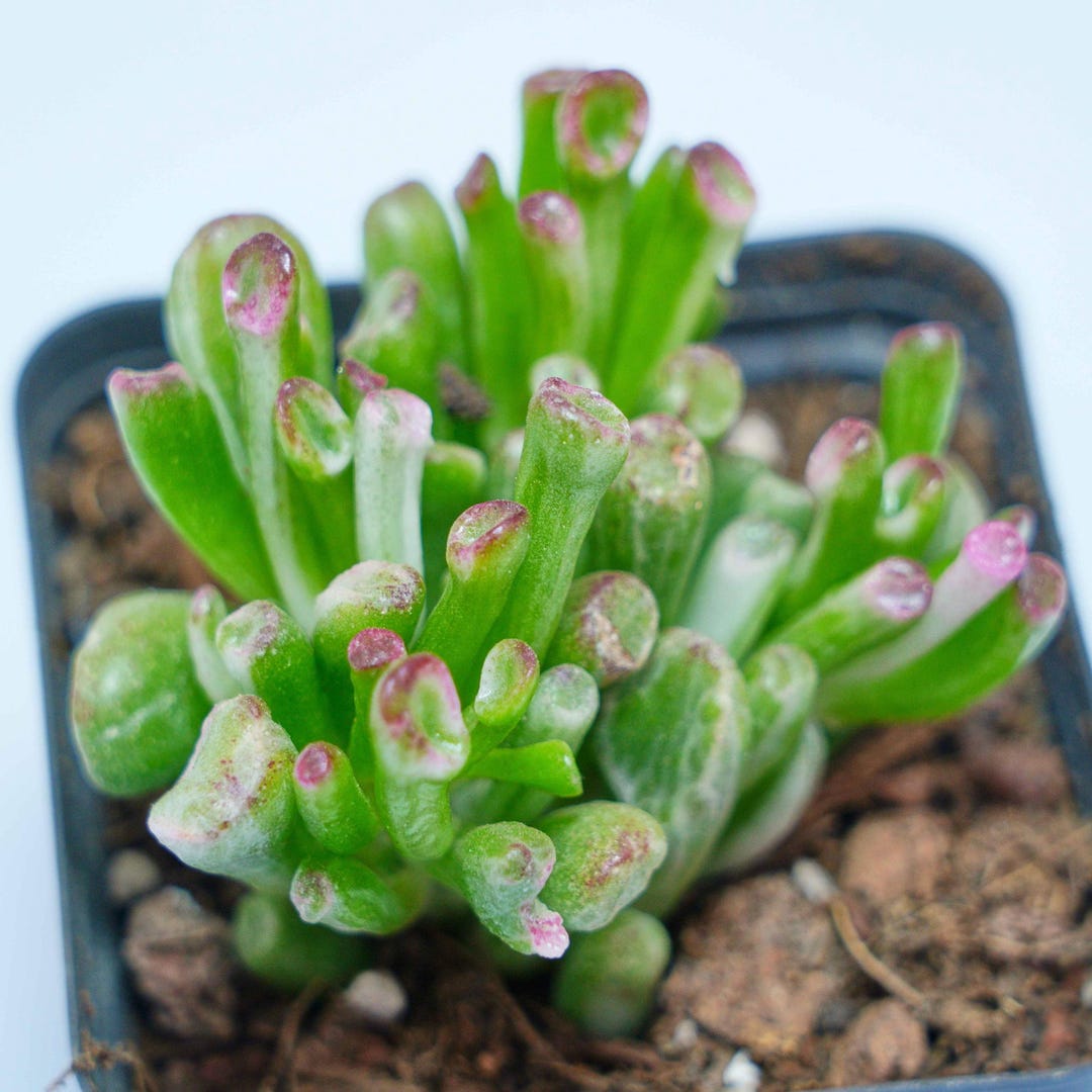 Crassula Obliqua Gollum Variegated - Succulent Plants - A Touch of ...