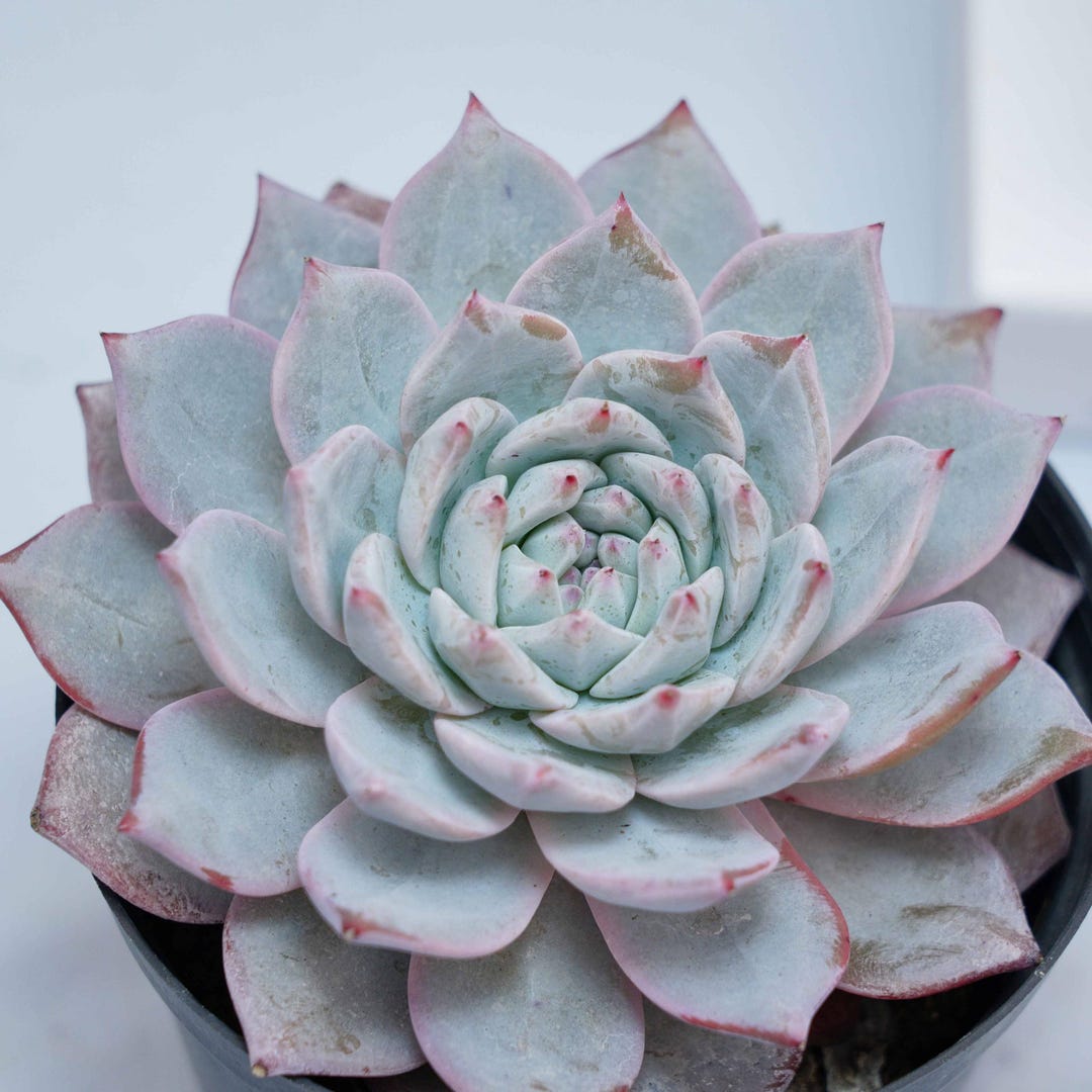 Echeveria Blue Bird - Succulent Plants - A Touch of Nature for Your ...