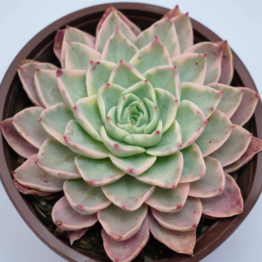 Echeveria Hera Variegated - Succulent Plants - A Touch of Nature for ...
