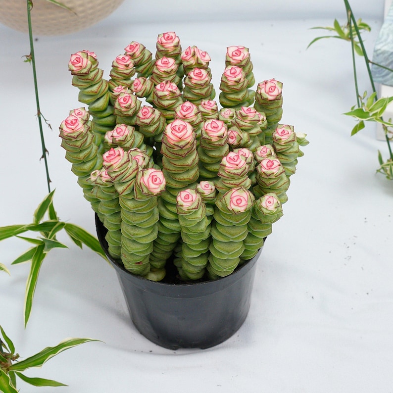 Crassula Jade Necklace - Succulent Plants - A Touch of Nature for Your ...