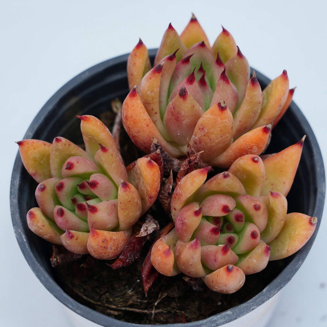 Echeveria Red Umbrella - Succulent Plants - A Touch of Nature for Your ...