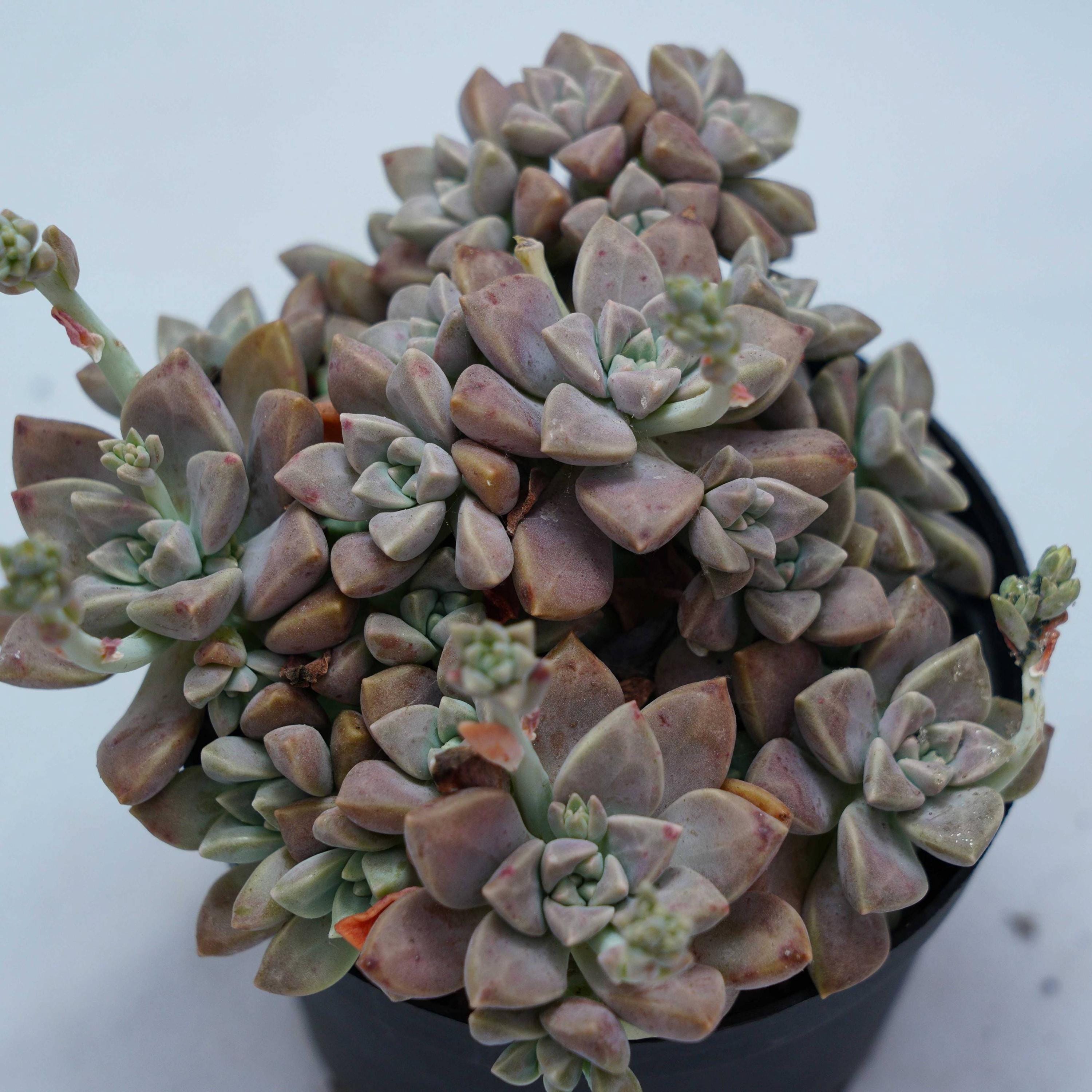 Graptopetalum Purple Haze - Succulent Plants - A Touch of Nature for ...