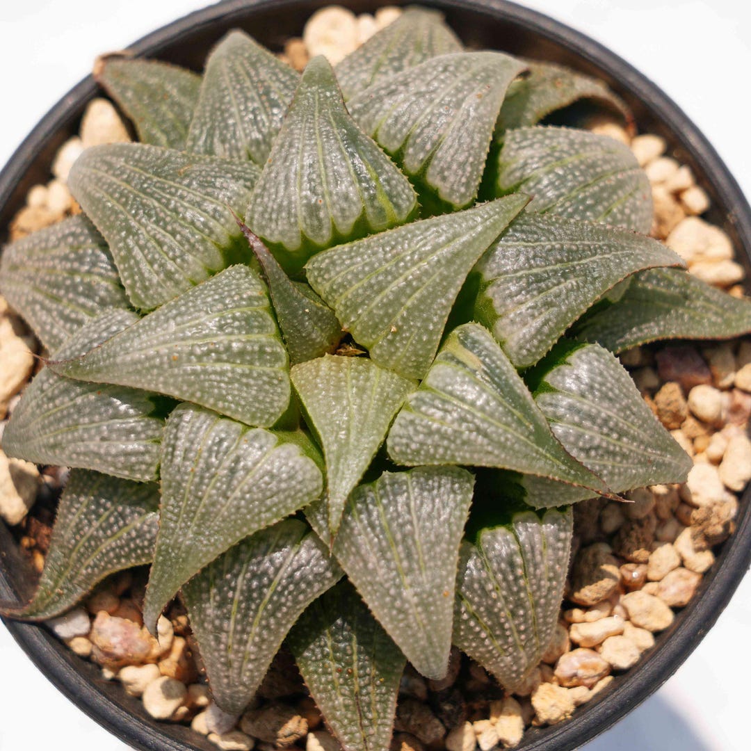 Haworthia Badia Aluminum Star - Succulent Plants - A Touch of Nature ...
