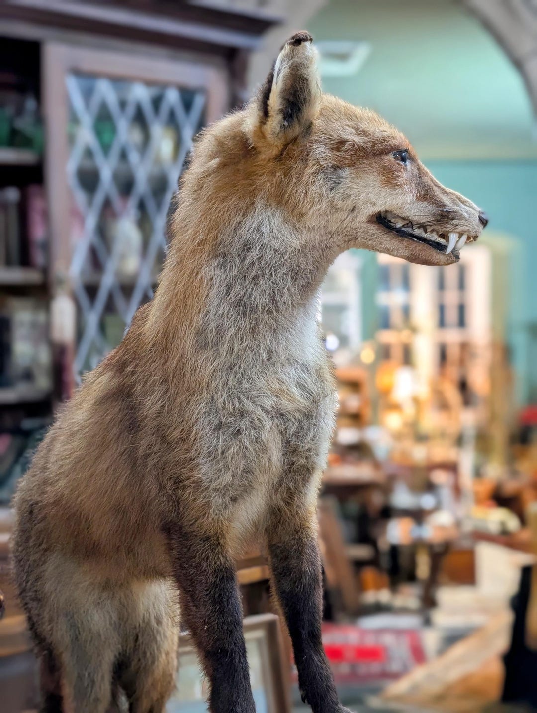 Antique Taxidermy Fox Mount - Etsy UK