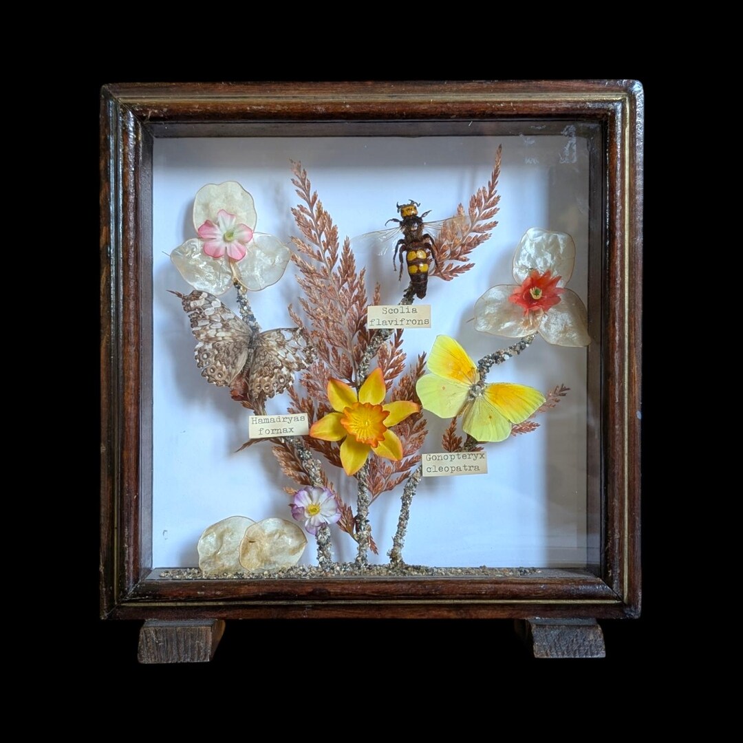 Bugs & Dry Flowers Diorama Encased in Oak and Glass - Etsy