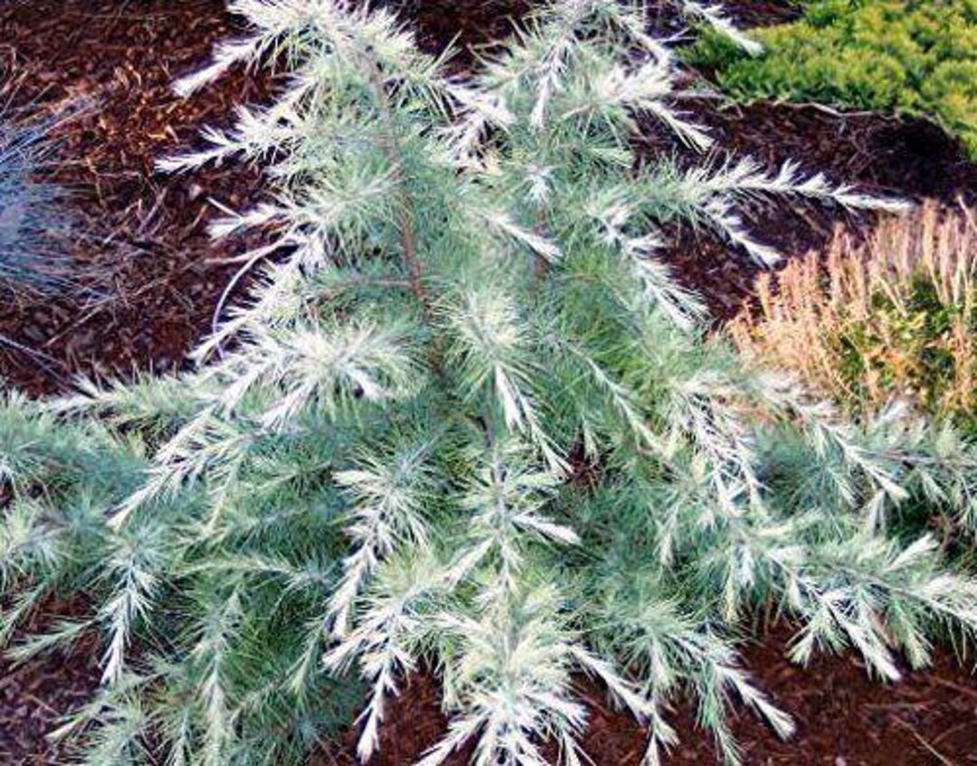 Silver Mist Deodar Cedar - Cedrus Deodora 'silver Mist' - 3 Year Tree ...