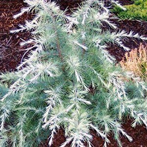 Silver Mist Deodar Cedar - Cedrus Deodora 'silver Mist' - 3 Year Tree ...