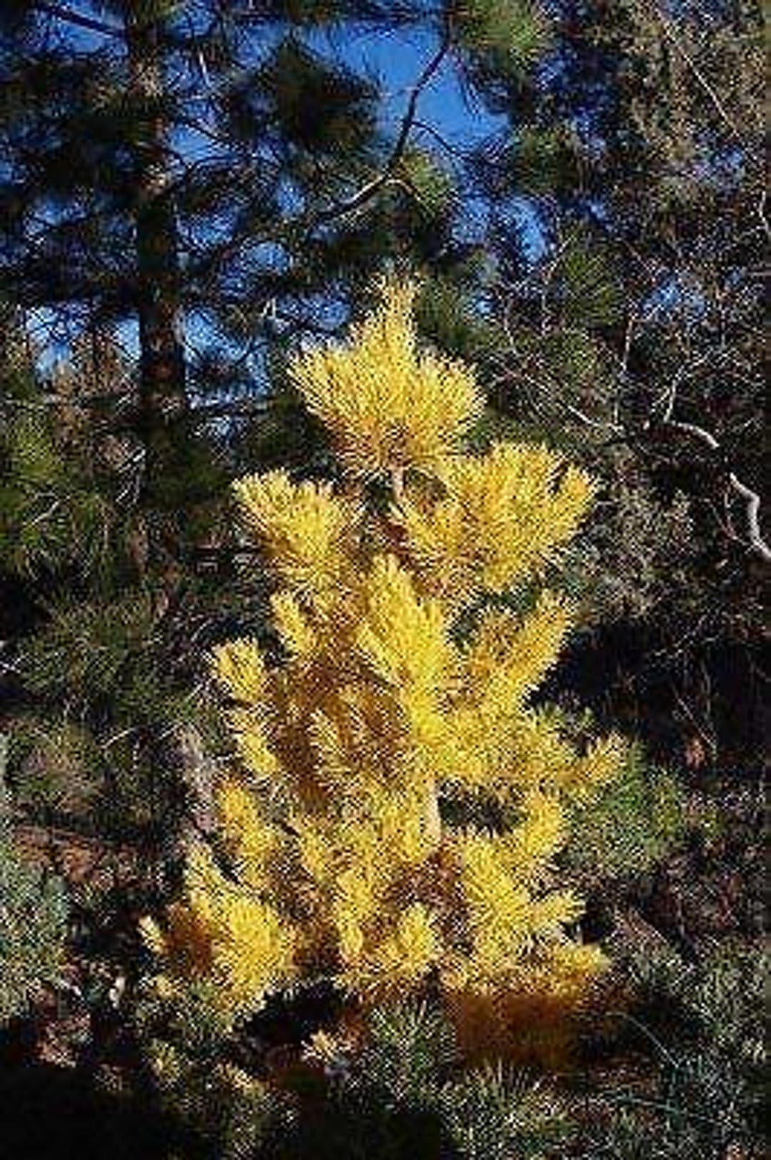 Gold Coin Scotch Pine - Turns a Buttery Gold in Winter 2 - Year Live ...
