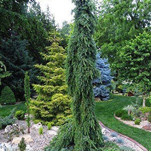 Bruns Pendula Weeping Serbian Spruce 2 - Year Live Plant - Etsy