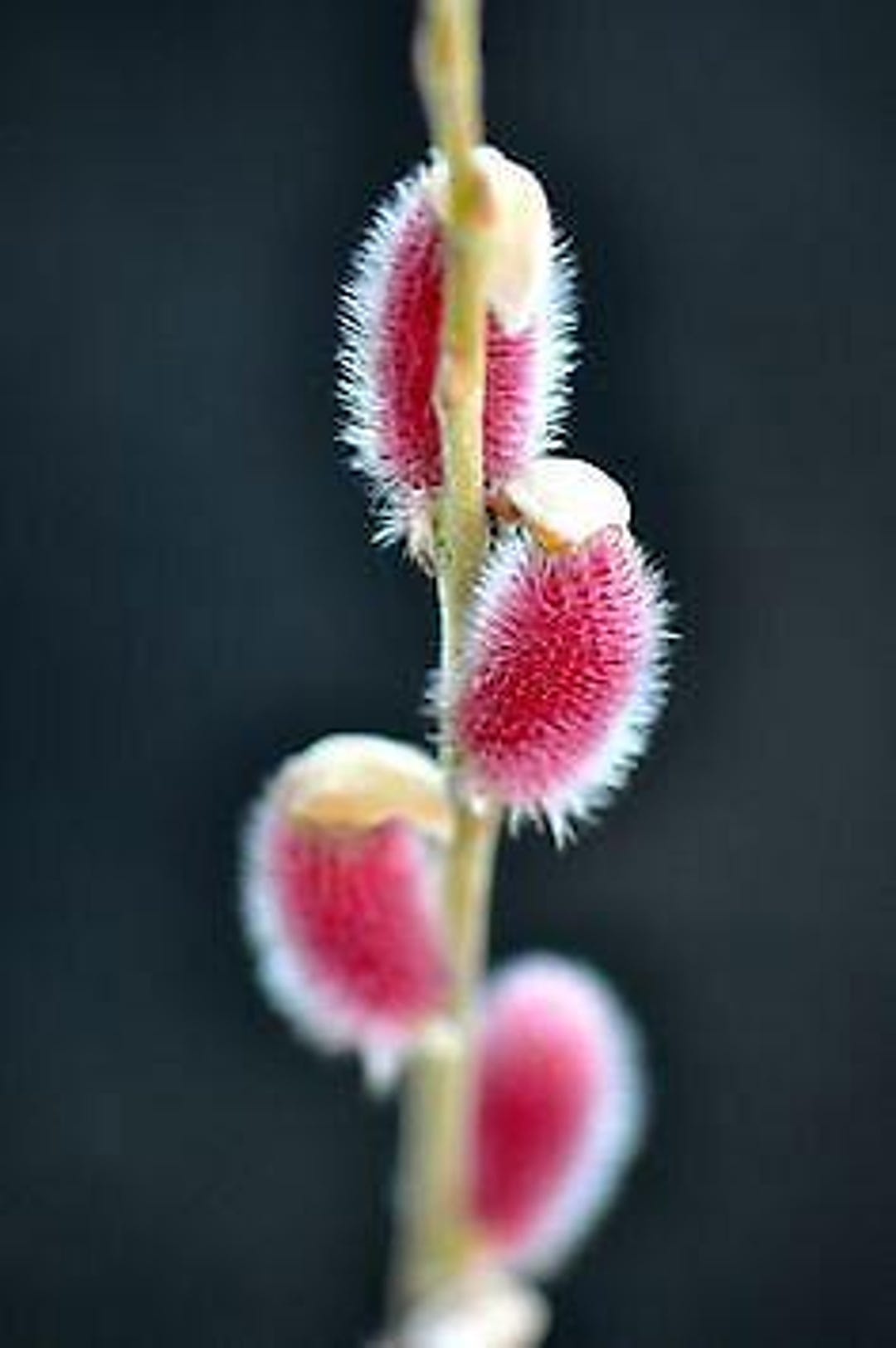 Japanese Pink Pussy Willow - Mt Asama - Fuzzy, Pink Catkins 1 - Year ...