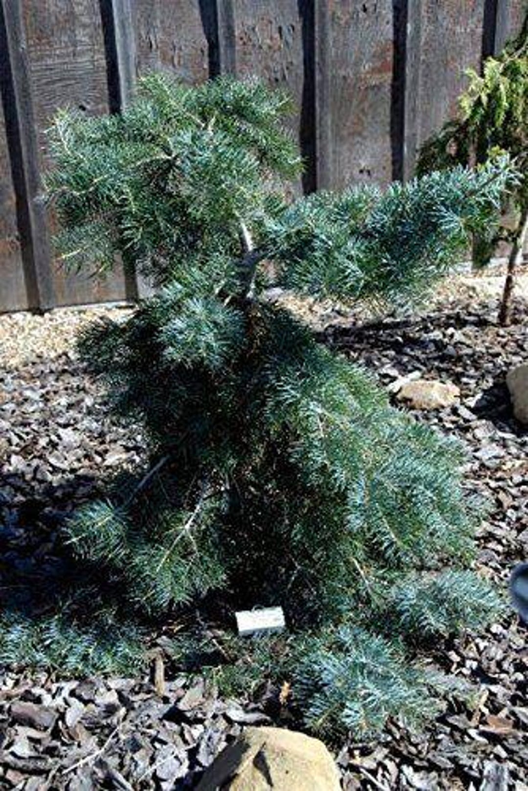 Weeping Blue Limber Pine Pinus Flexilis 'glauca Pendula' 2 Year Plant ...