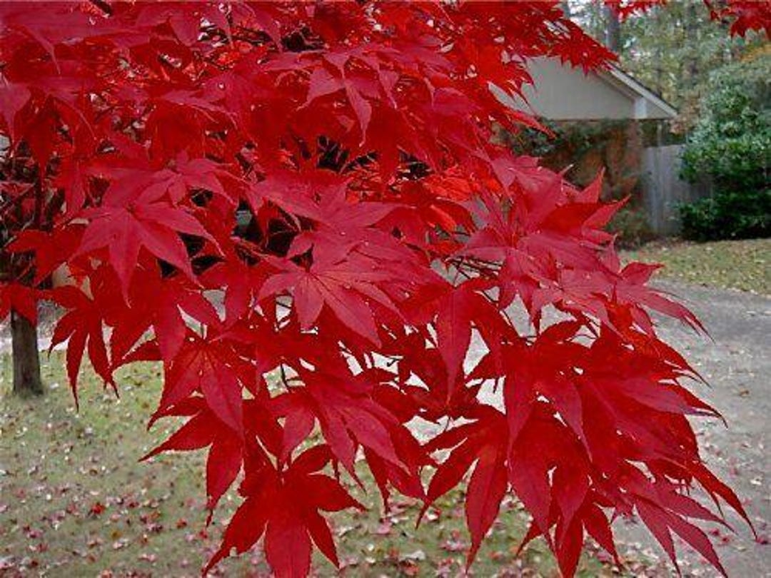 Moonfire Japanese Maple 2 - Year Live Plant - Etsy