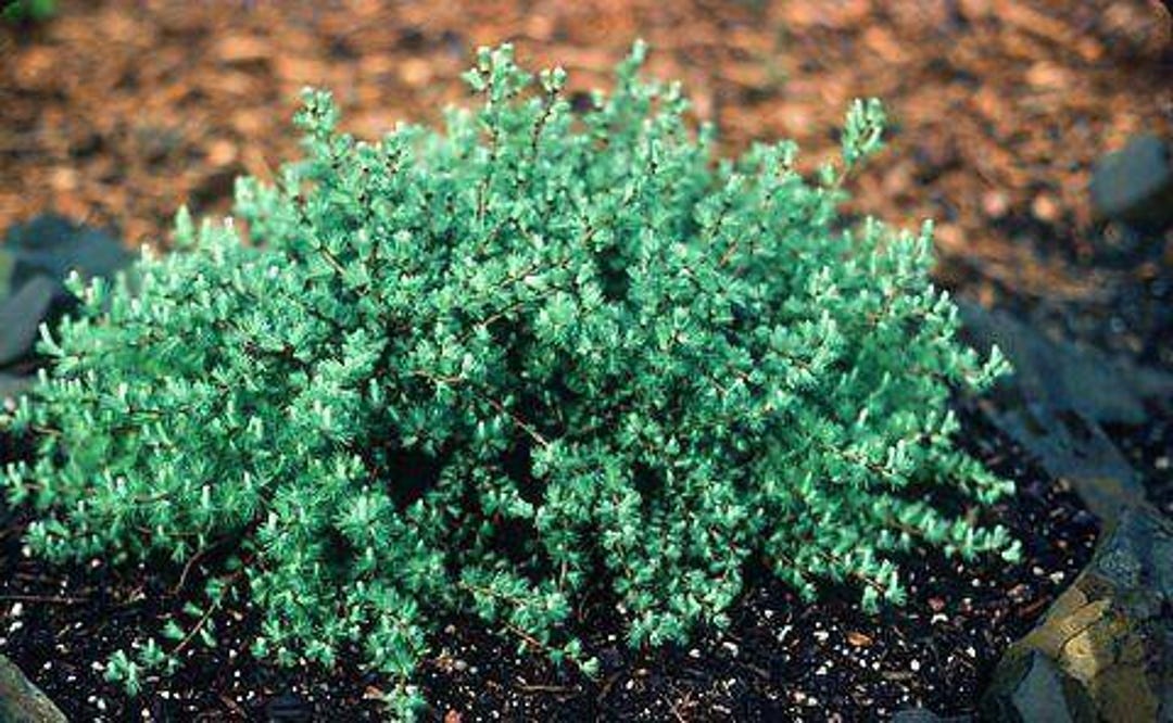 Dwarf Larch Larix Eurolepis 'umhausen' Grows Only One Foot Tall - 1 ...
