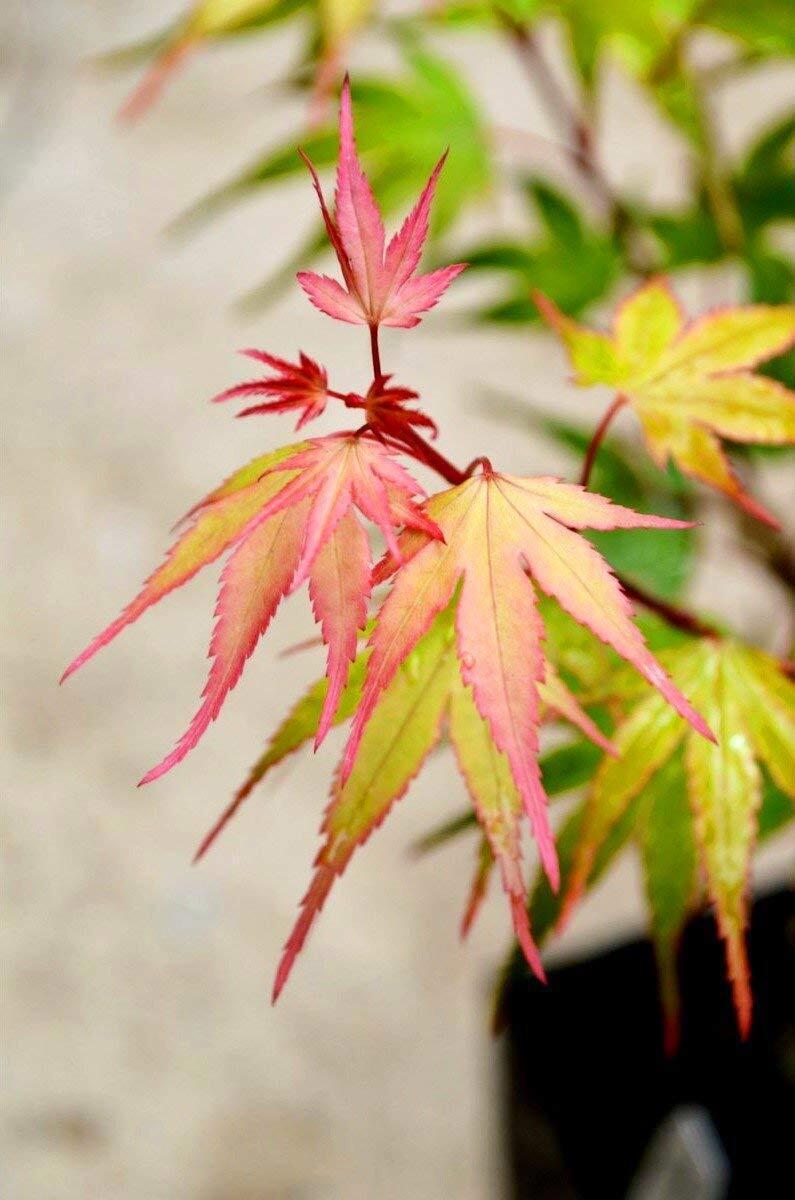 Kuro HIME Japanese Maple Black Princess Maple A Tough Dwarf Maple With ...