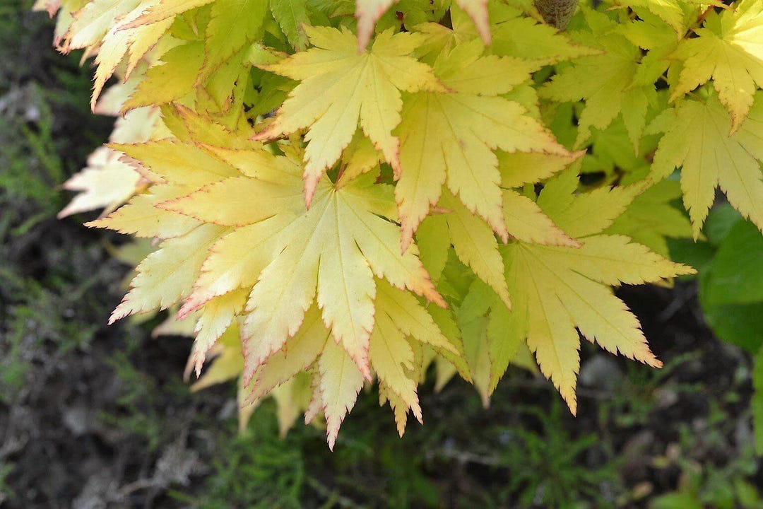 Summer Gold Japanese Maple - Best Gold in Summer Does Not Burn in - 1 ...