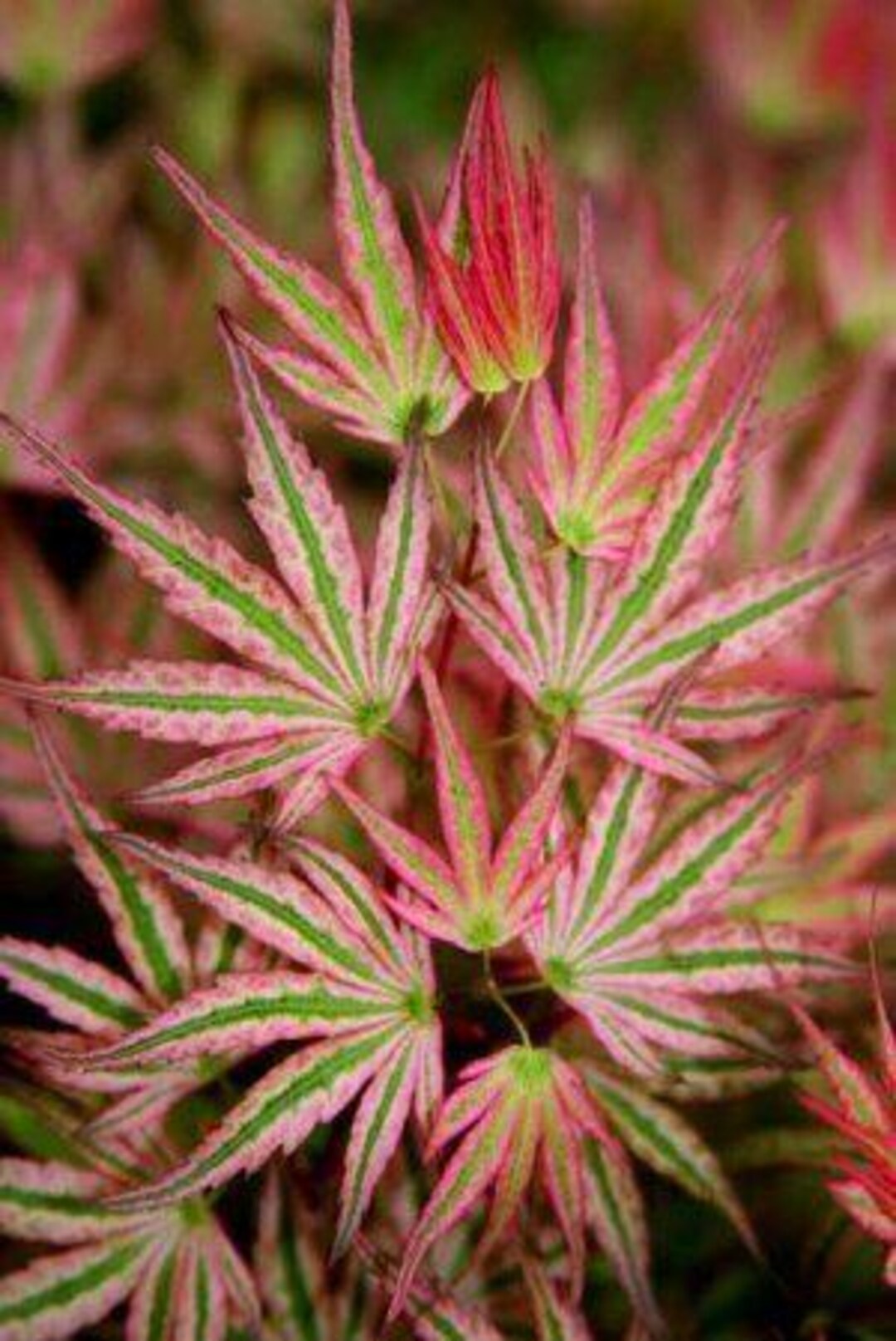 Higasayama Japanese Maple - Amazing Spring Variegation 3 - Year Live ...