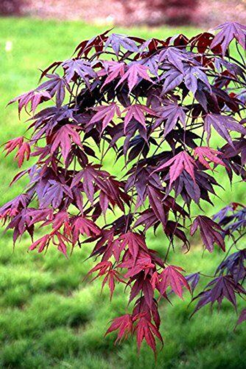 BLOODGOOD Japanese Maple Acer Palmatum 'bloodgood' Beautiful Maroon RED ...