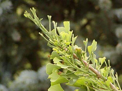 Dwarf Ginkgo Tree Ginkgo Biloba todd's Dwarf 1 Year Plant - Etsy