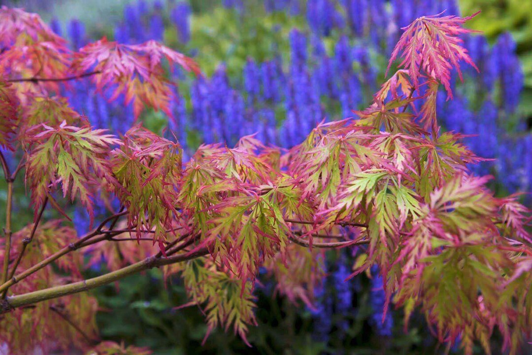 Weeping Green Laceleaf Japanese Maple Viridis - 3 Year Live Plant - Etsy