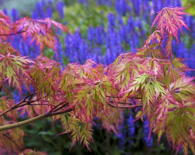 Weeping Green Laceleaf Japanese Maple Viridis - 3 Year Live Plant - Etsy