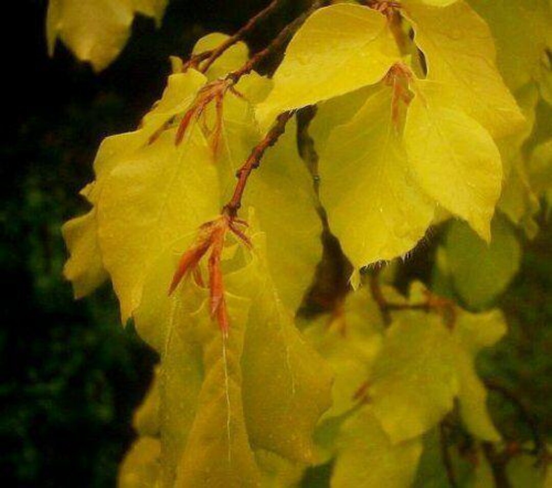 Golden Columnar Beech Fagus Sylvatica 'dawyck Gold' - 3 Year Live Plant ...