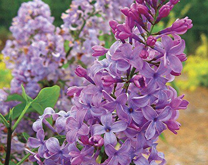 Tiny Dancer Dwarf Lilac - Compact Growth - Very Fragrant - 2 Year Plant ...