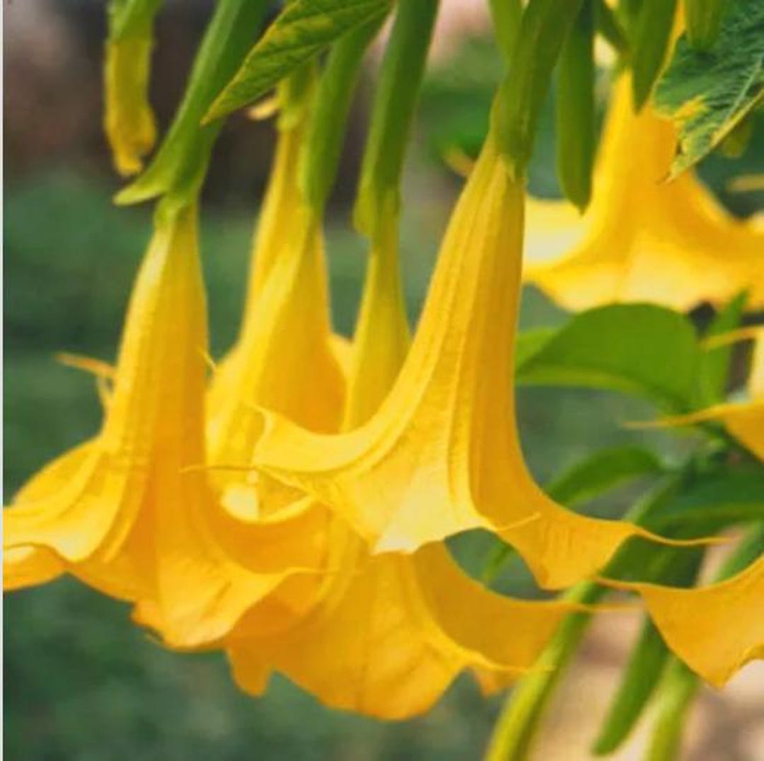 Yellow Angel Trumpet - LIVE PLANT Charles Grimaldii Brugmansia Fragrant ...