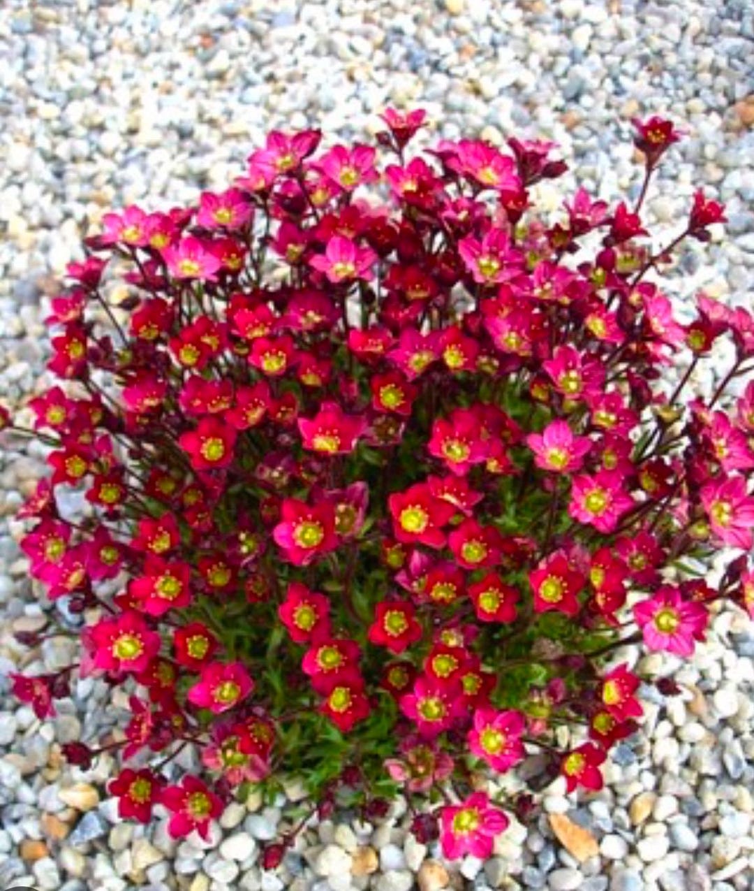 Saxifrage ‘touran Deep Red' in 3 Inch Pot - Etsy