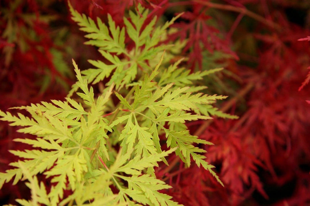 Seiryu Japanese Maple 1 - Year Live Plant - Etsy