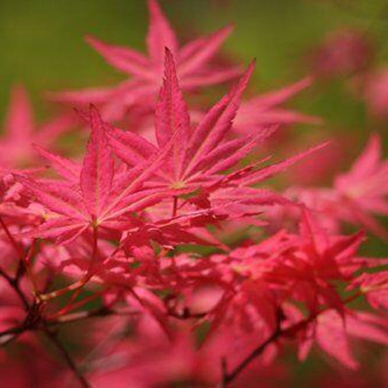 Acer Palmatum - Etsy