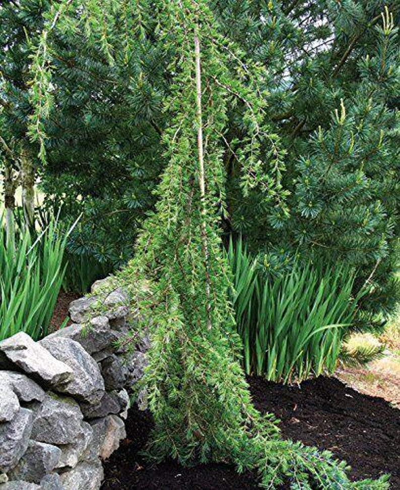 Twisted Growth Deodar Cedar 1 Year Live Plant - Etsy