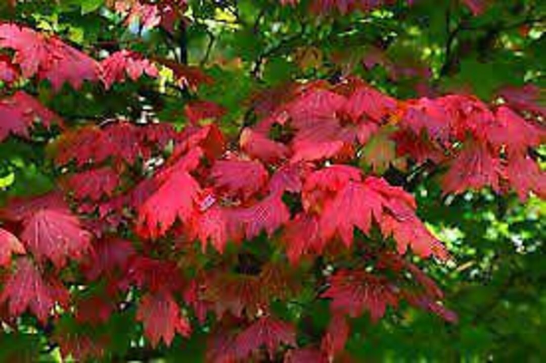 Korean Gem Japanese Maple - Acer Palmatum 'korean Gem' 2 - Year Tree - Etsy