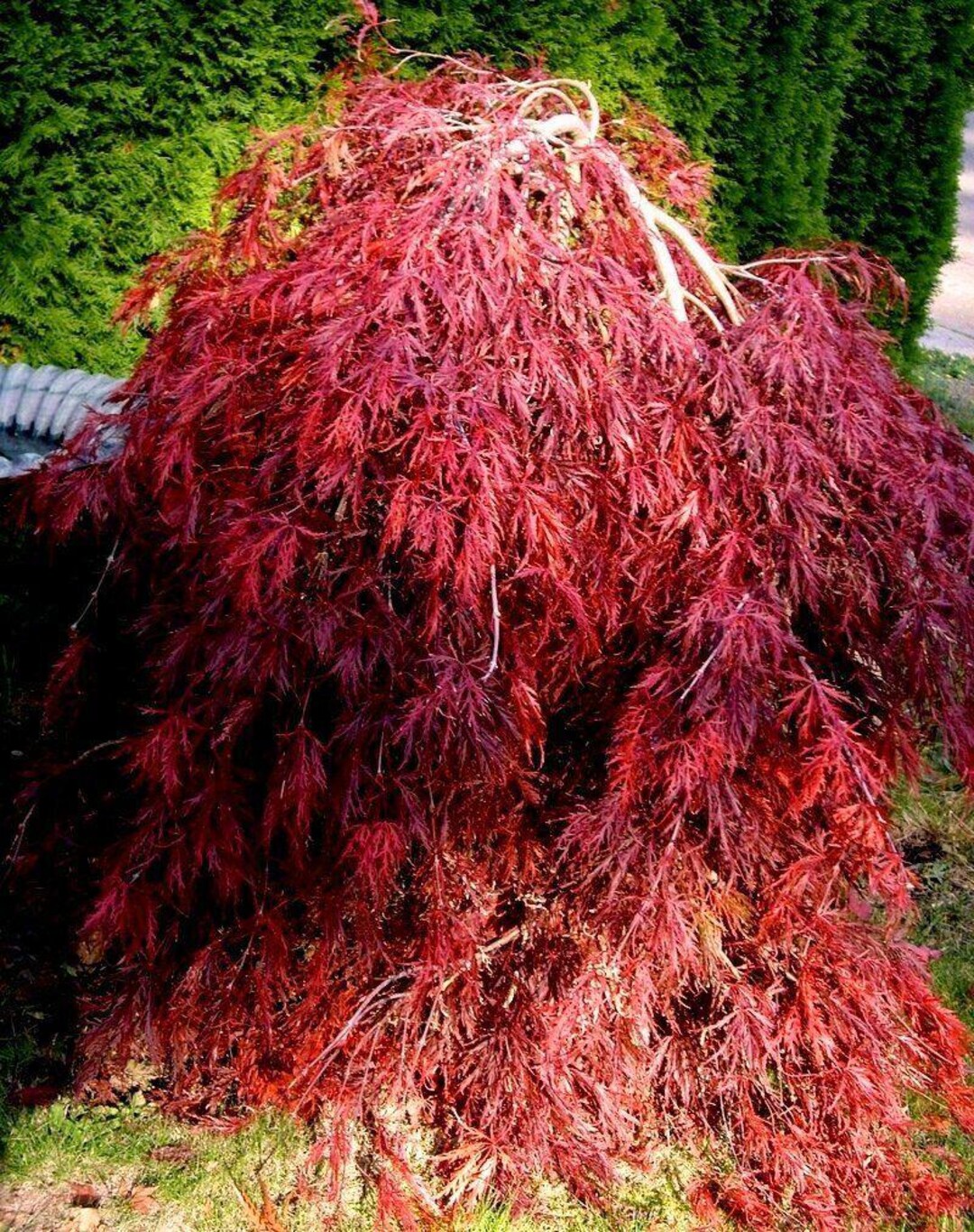 Red Dragon Weeping Lace Leaf Japanese Maple 2 - Year Live Plant - Etsy