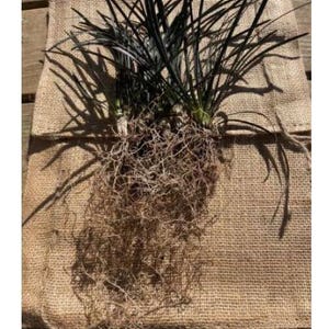 10 Black Mondo Decorative Grass Plants Bareroot - Etsy