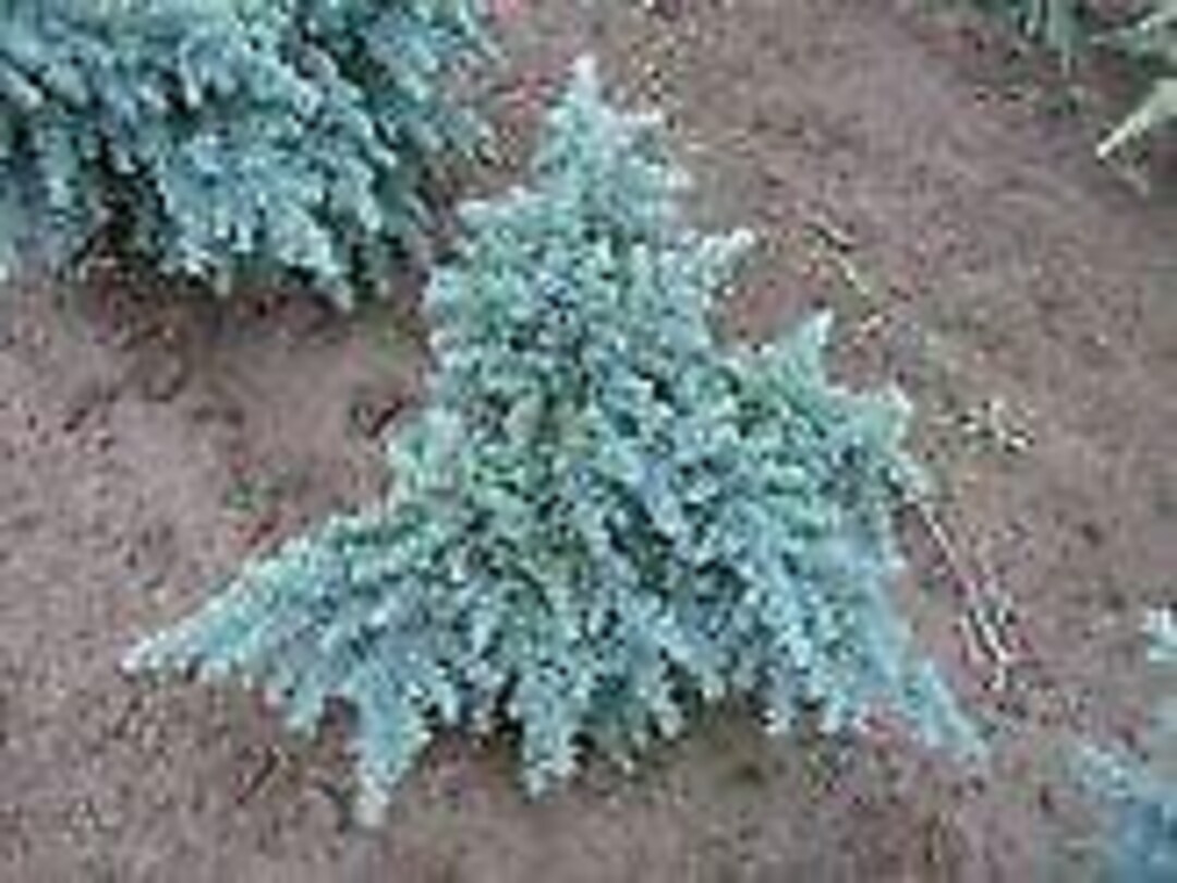 Divinely Blue Deodar Cedar - Cedrus Deodara Divinely Blue - 2 - Year ...
