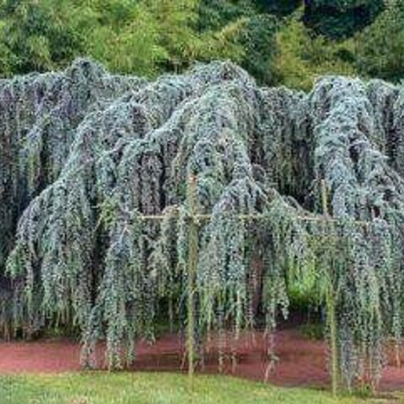 Blue Atlas Trees - Etsy