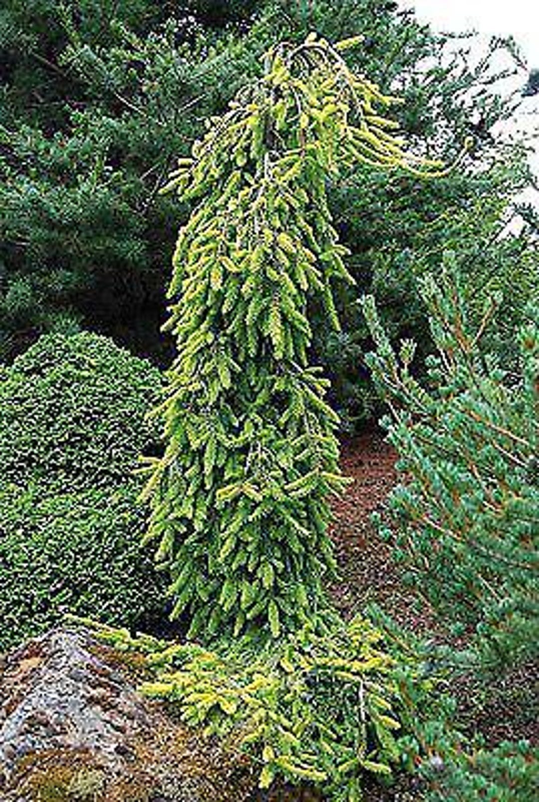 Weeping Gold Drift Norway Spruce 2 - Year Tree - Etsy