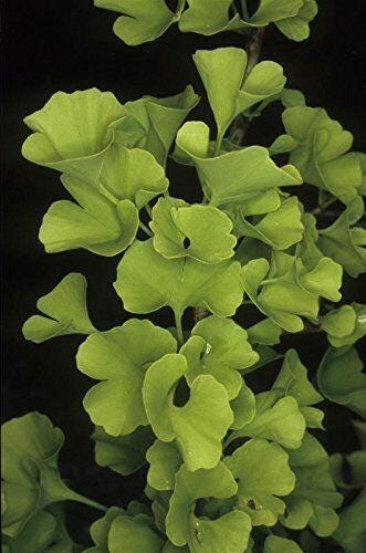 Dwarf Ginkgo Tree - Ginkgo Biloba ‘todd's Dwarf’ - 1 - Year Plant - Etsy